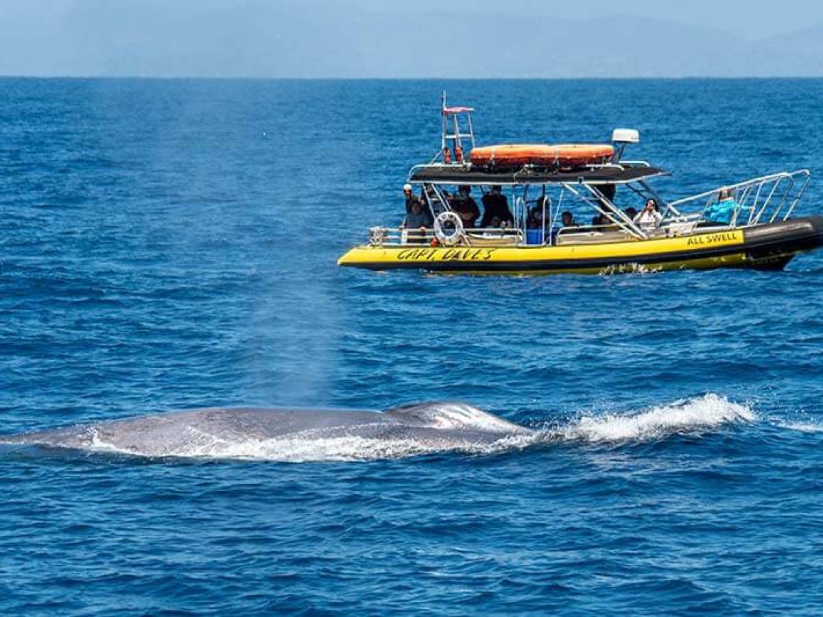 California Whale Watching Tours | Capt. Dave’s | Book Now