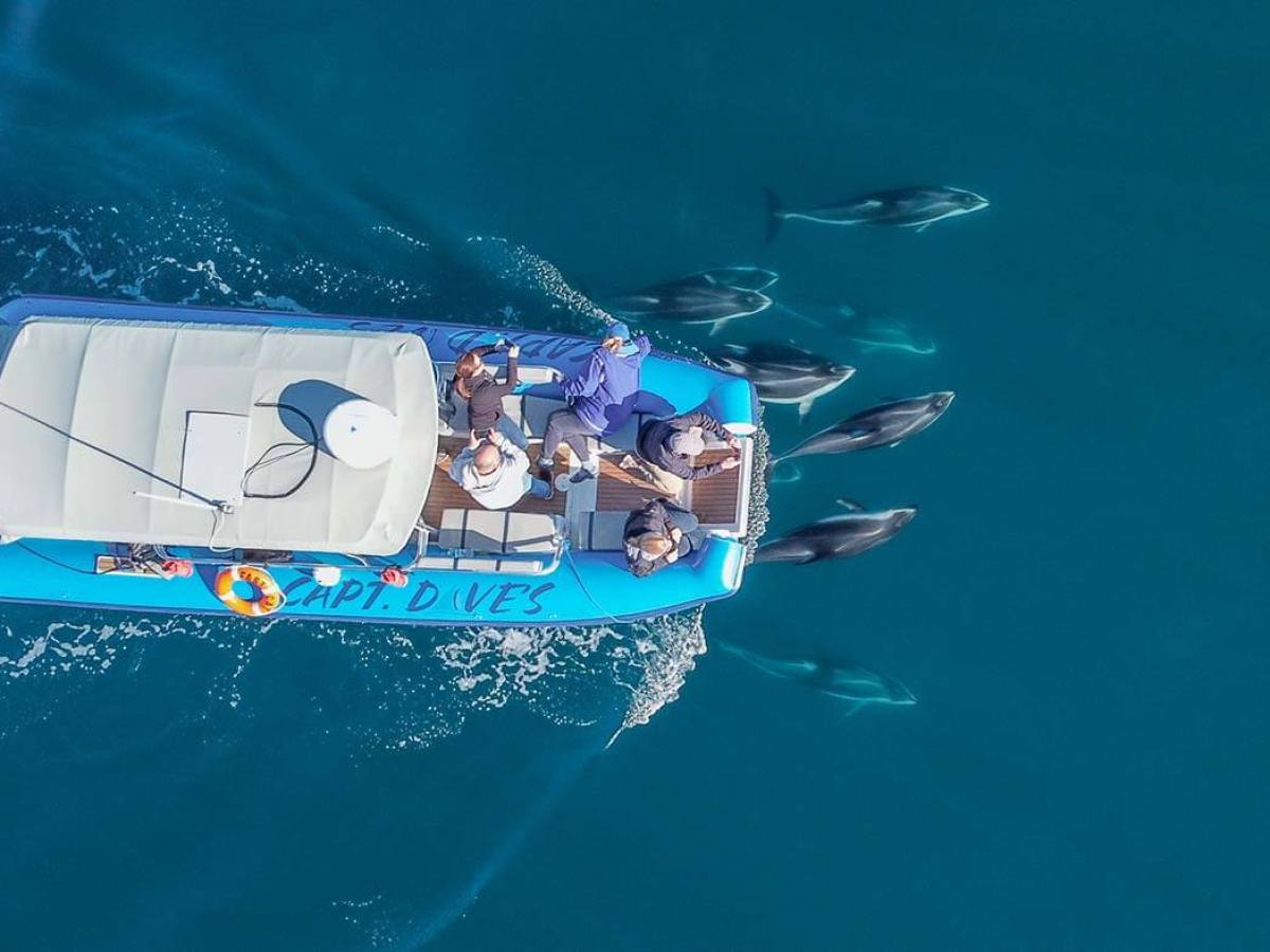 California Whale Watching Tours | Capt. Dave’s | Book Now