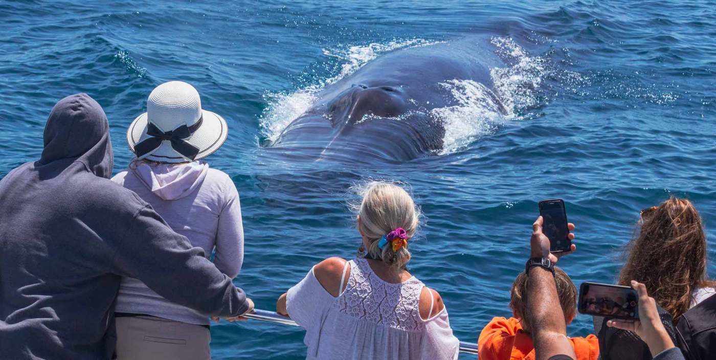 Fin Whales | Capt. Dave's Dolphin & Whale Watching Safari