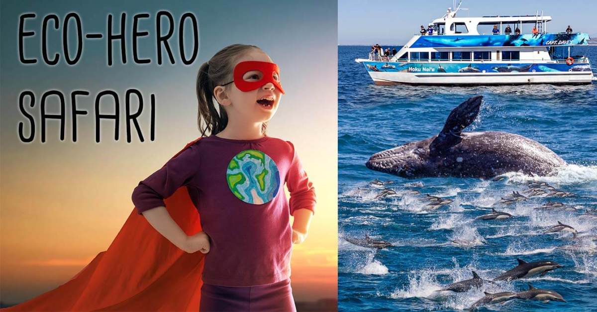 Eco-Hero Dolphin & Whale Watching | Eco Tour | Capt. Dave's