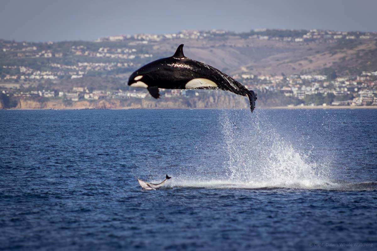 California Orcas | Capt. Dave's Underwater Pods