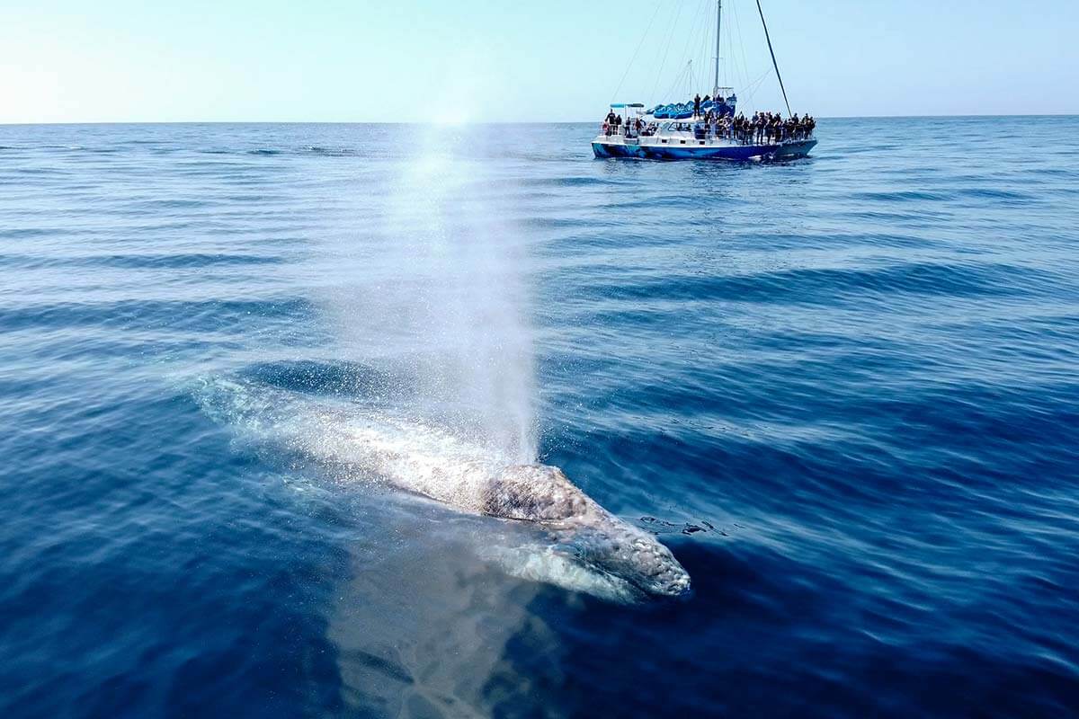 gray whale migration tracker